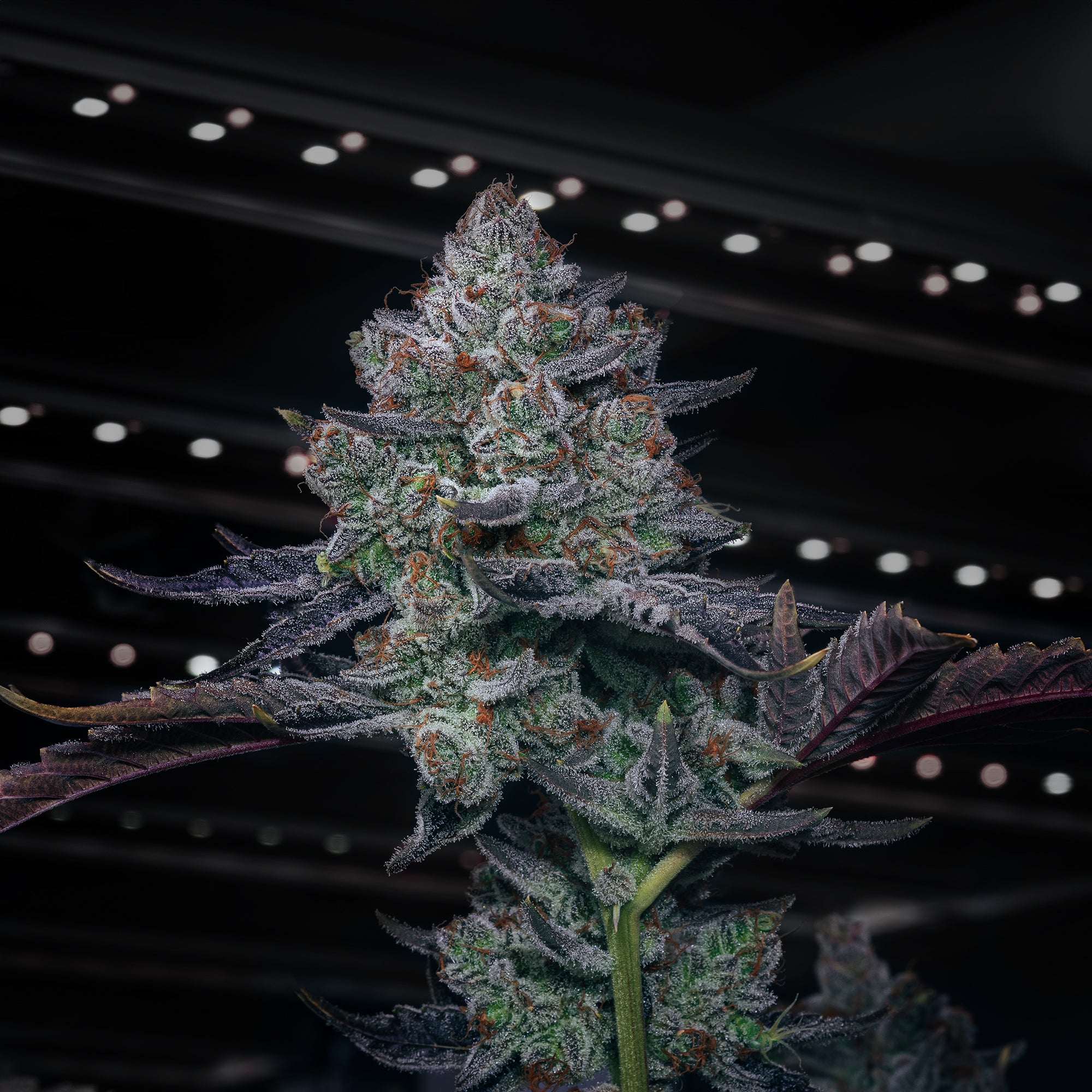 Super OG Kush Automatic – BlowGenetics | Hochwertige Cannabis Samen und ...
